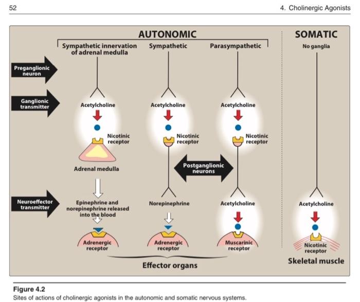 Solved 52 4. Cholinergic Agonists AUTONOMIC Sympathetic | Chegg.com