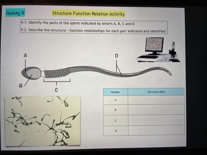 Solved Activity 7: Identify the parts/structures of the | Chegg.com