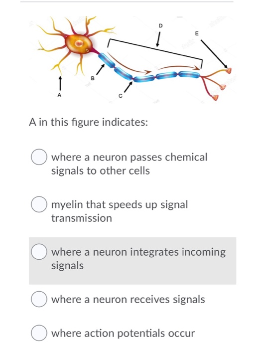 Solved A in this figure indicates: where a neuron passes | Chegg.com