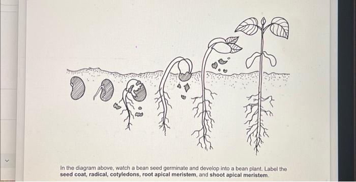 Solved In the diagram above, watch a bean seed germinate and | Chegg.com