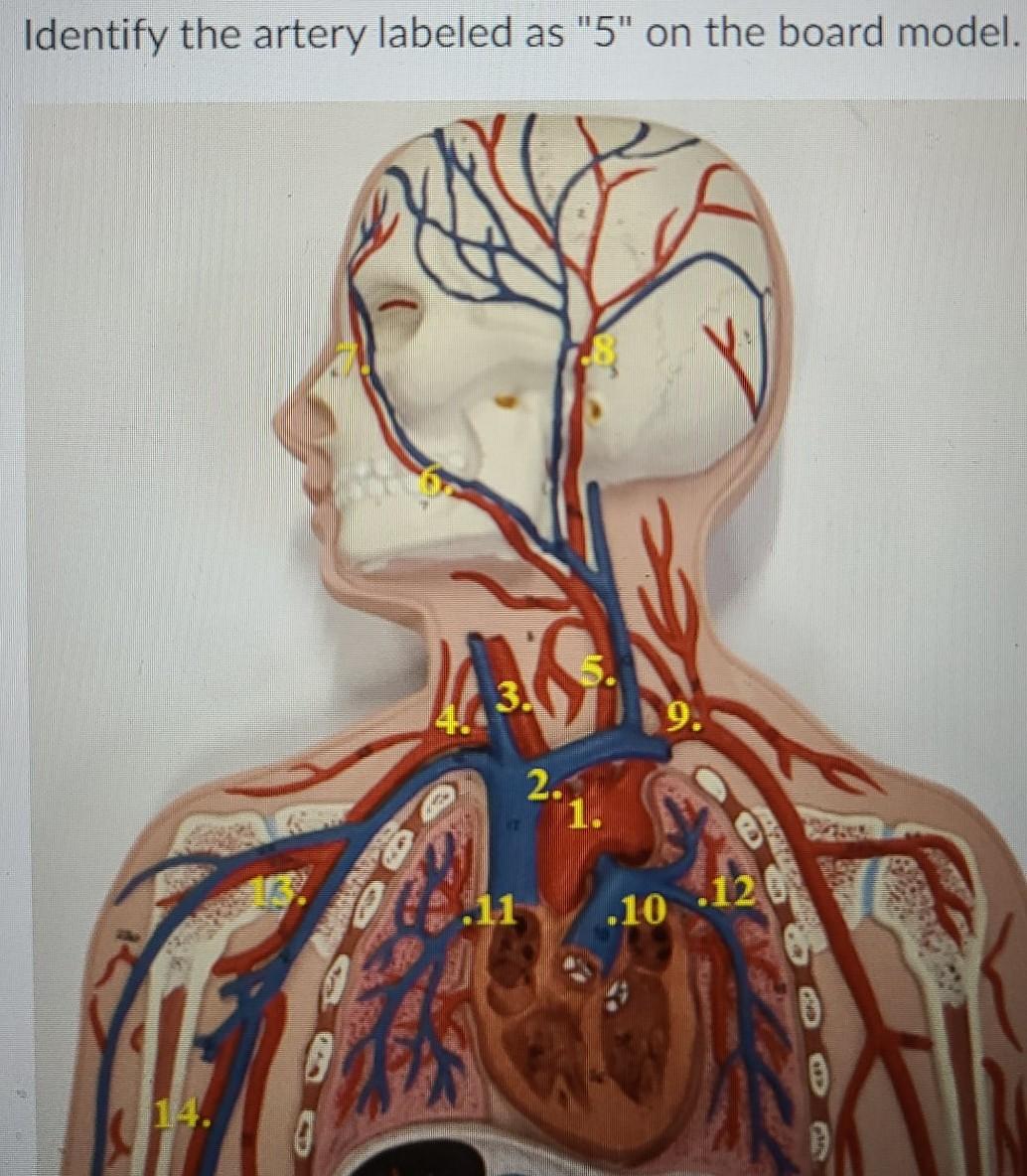 Solved Identify the artery labeled as "5" on the board | Chegg.com