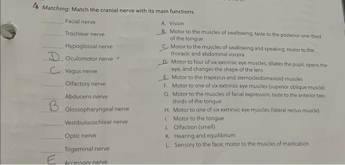Solved 4 Matching: Match the cranial nerve with its main | Chegg.com