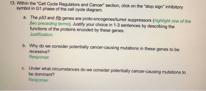 Solved 13. Within the "Cell Cycle Regulators and Cancer" | Chegg.com