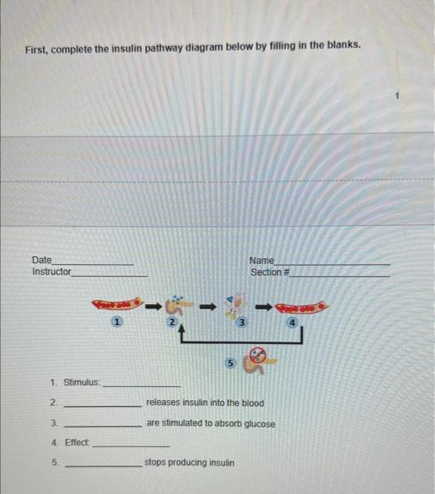 Solved First, complete the insulin pathway diagram below by | Chegg.com
