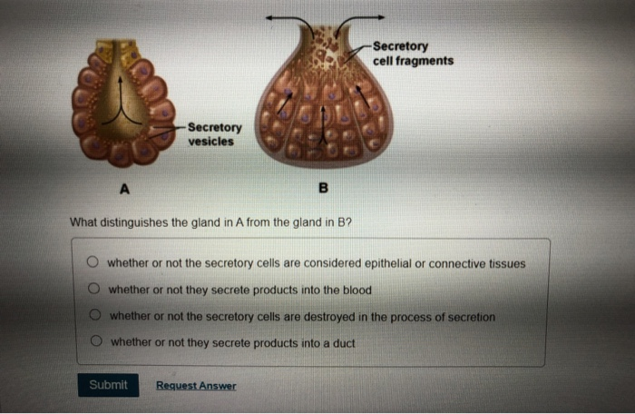 Solved -Secretory cell fragments - Secretory vesicles A B | Chegg.com