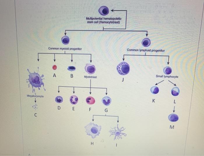 Solved Multipotential hematopoietic stem cell | Chegg.com