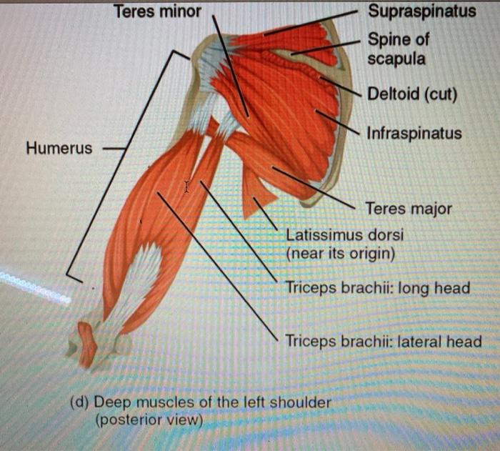 Triceps Brachii Model