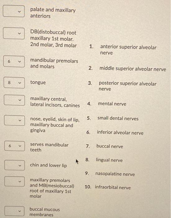Solved palate and maxillary anteriors DB(distobuccal) root | Chegg.com
