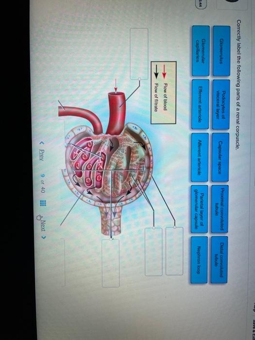 Solved VOER Correctly label the following parts of a renal | Chegg.com