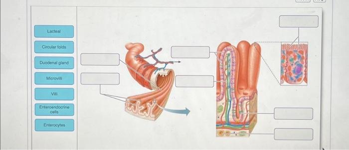 Lacteal Circular folds Duodenal gland Microvilli | Chegg.com