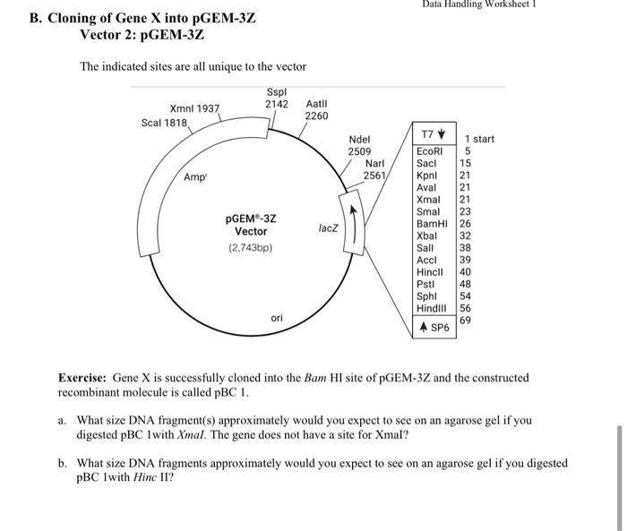 Solved Q1. List the essential features of a cloning vector | Chegg.com