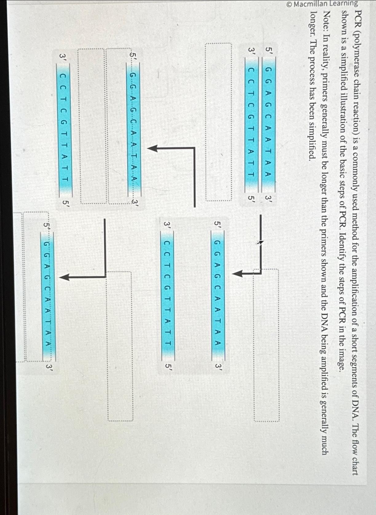 Solved PCR (polymerase chain reaction) ﻿is a commonly used | Chegg.com