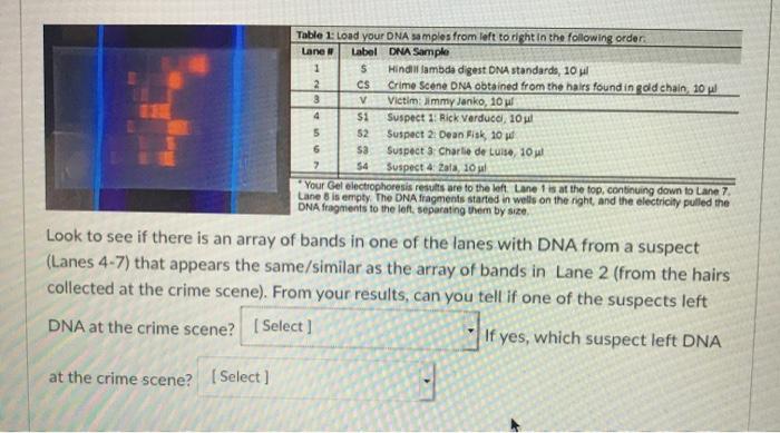 Solved $ Table 1: Load your DNA samples from left to right | Chegg.com