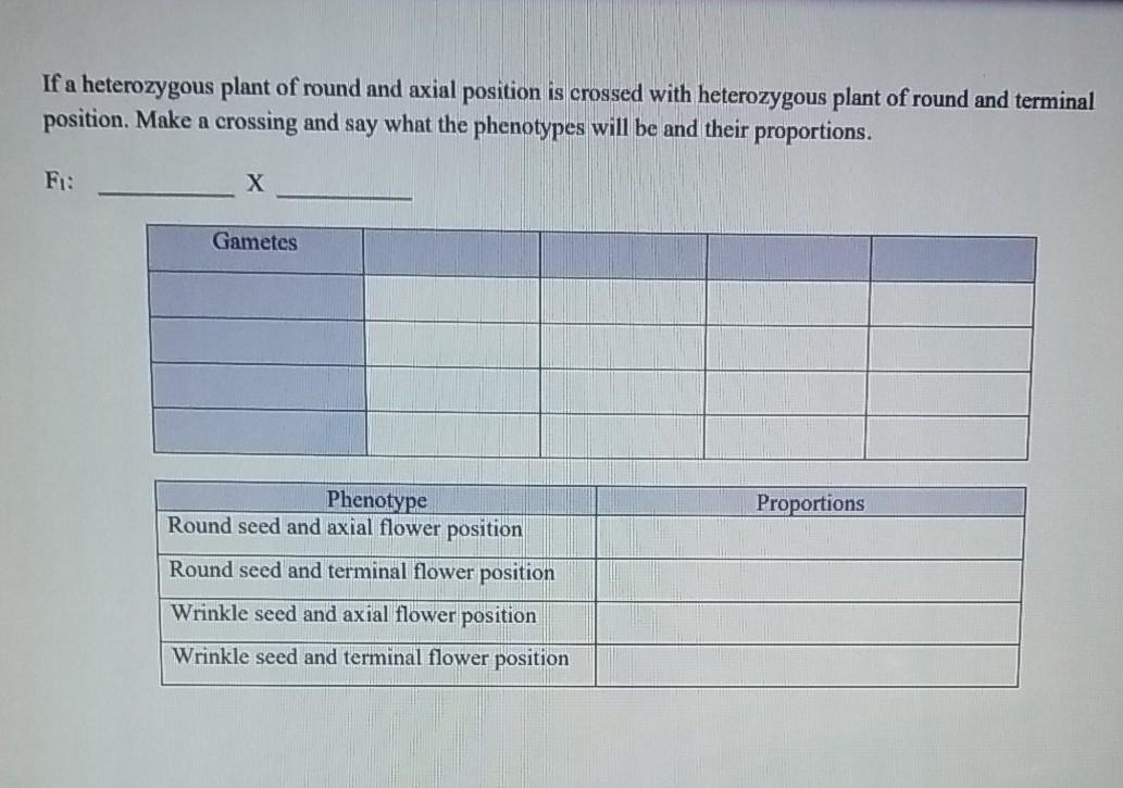 Solved The round seed shape of the pea plants is given by | Chegg.com