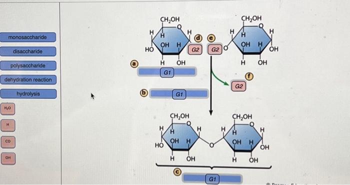 Solved monosaccharide disaccharide polysaccharide | Chegg.com