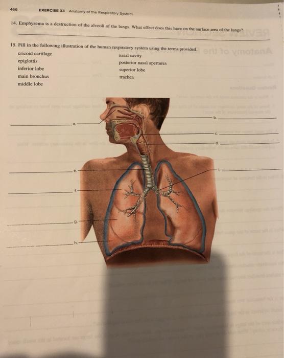 Solved 466 EXERCISE 33 Anatomy of the Respiratory System 14. | Chegg.com
