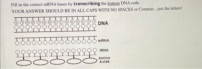 Solved Fill in the correct mRNA bases by transcribing the | Chegg.com