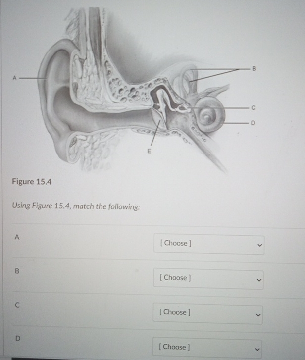 Solved Figure 15.4Using Figure 15.4, ﻿match the | Chegg.com