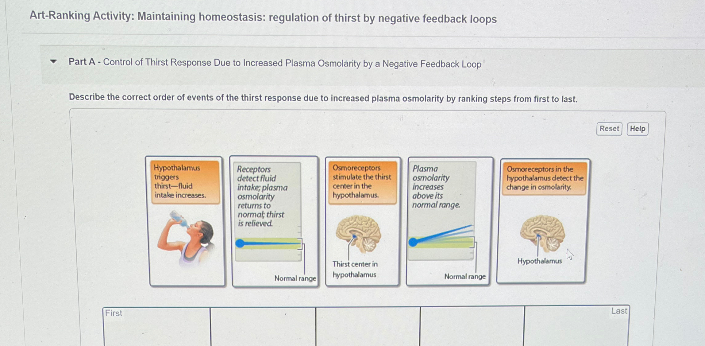 Solved Art-Ranking Activity: Maintaining homeostasis: | Chegg.com