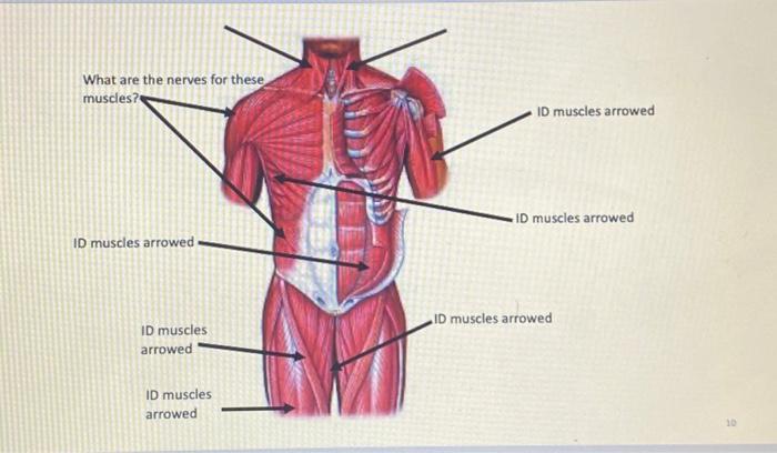 Solved ID muscles arrowed | Chegg.com