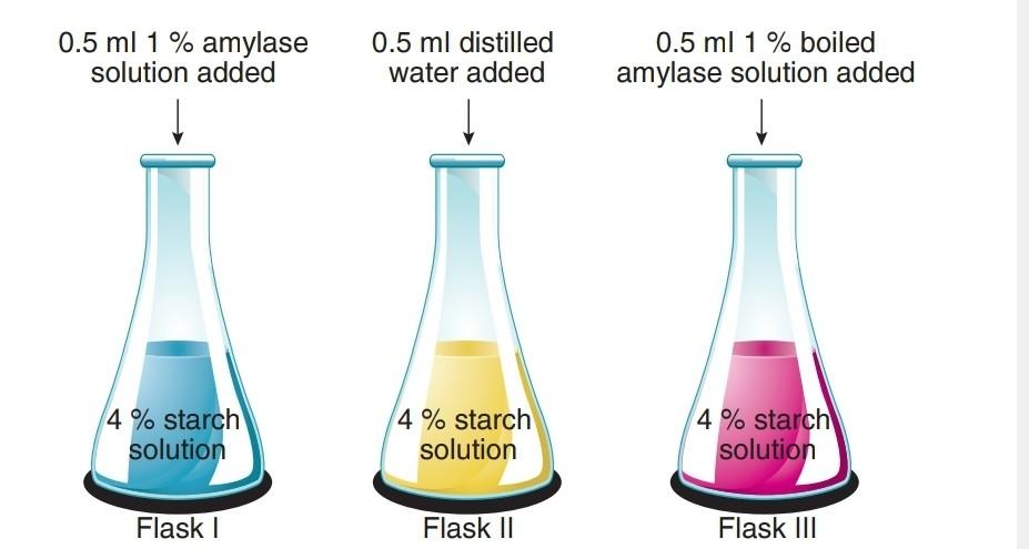 Solved The activity of the enzyme amylase was analyzed | Chegg.com