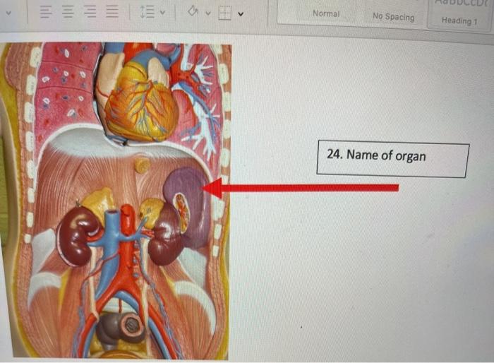 Solved Bell Jar Model Rell lar model 21. What happens to the | Chegg.com