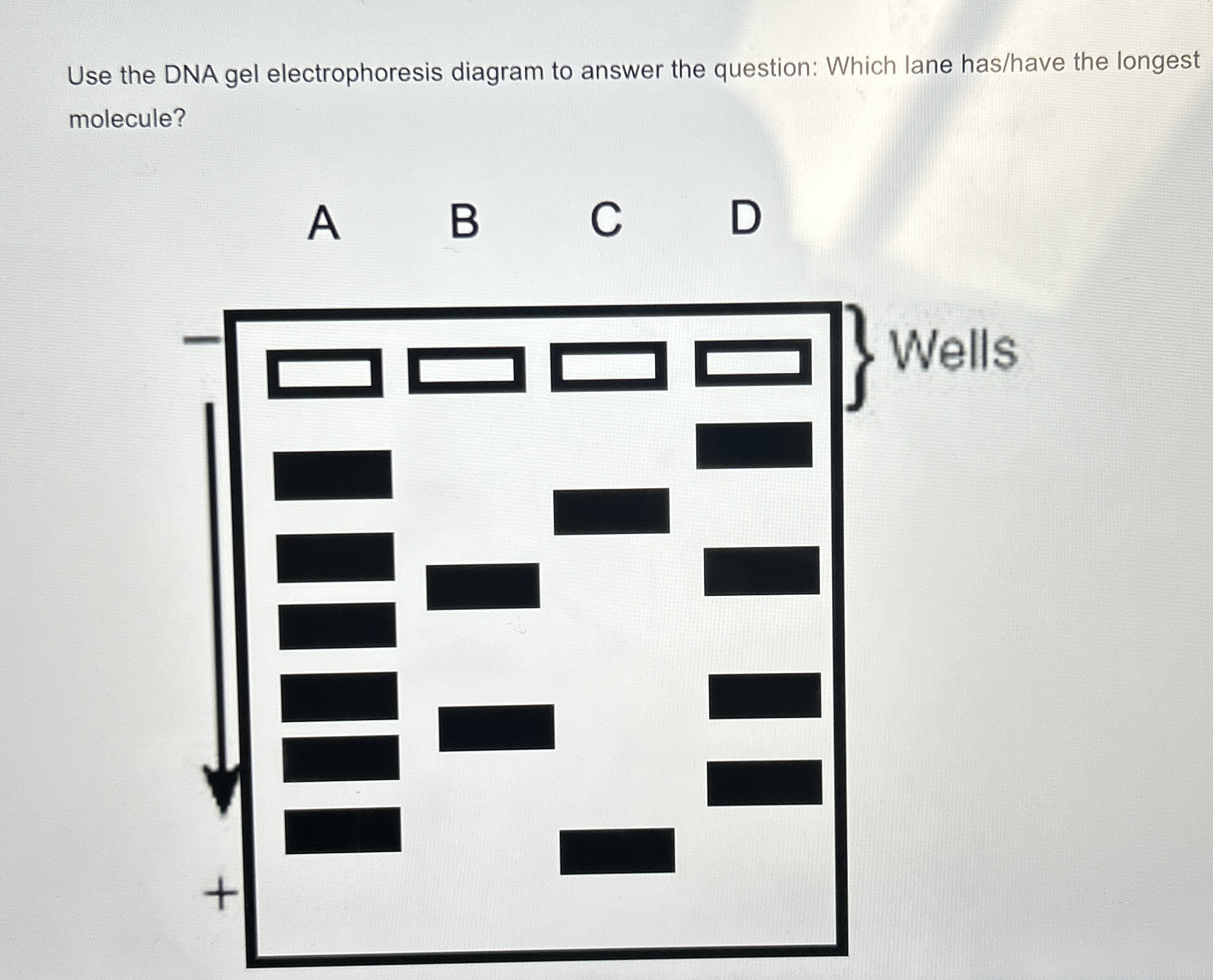 Solved Use the DNA gel electrophoresis diagram to answer the | Chegg.com