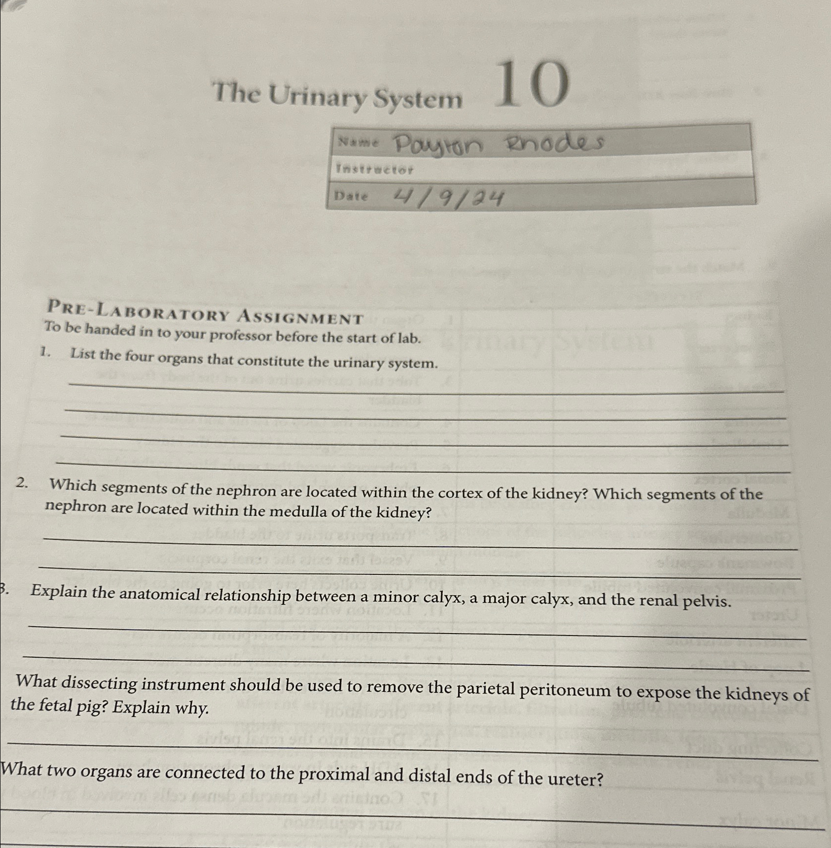 Solved The Urinary System\table[[Name Payton | Chegg.com