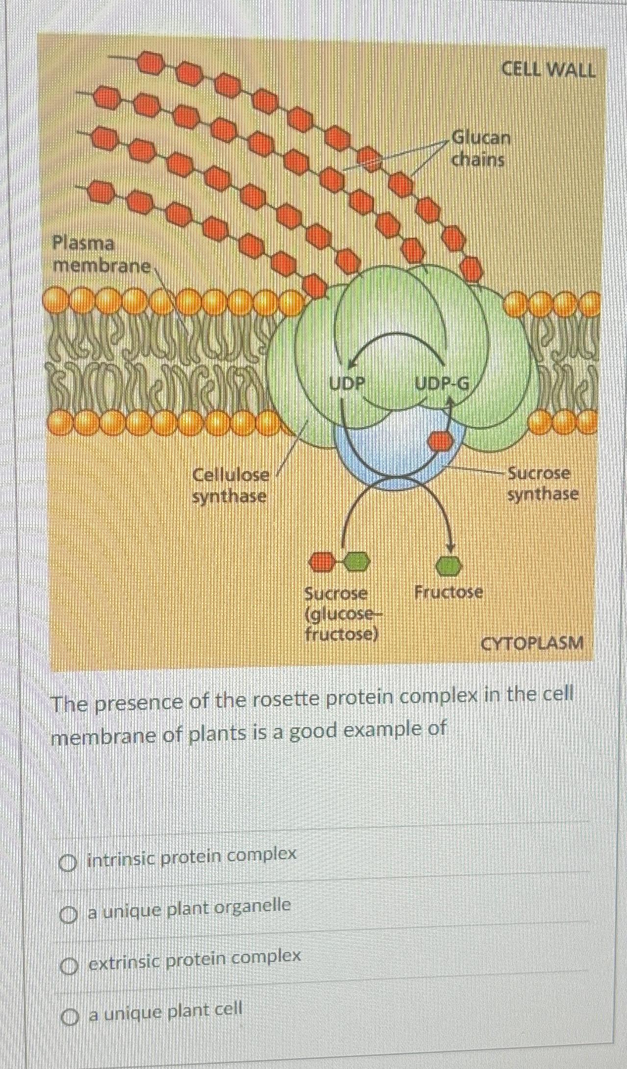 Solved CELL WALLThe presence of the rosette protein complex | Chegg.com