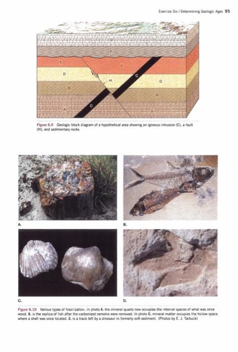 Solved Cast: The space once occupied by a dissolved shell of | Chegg.com
