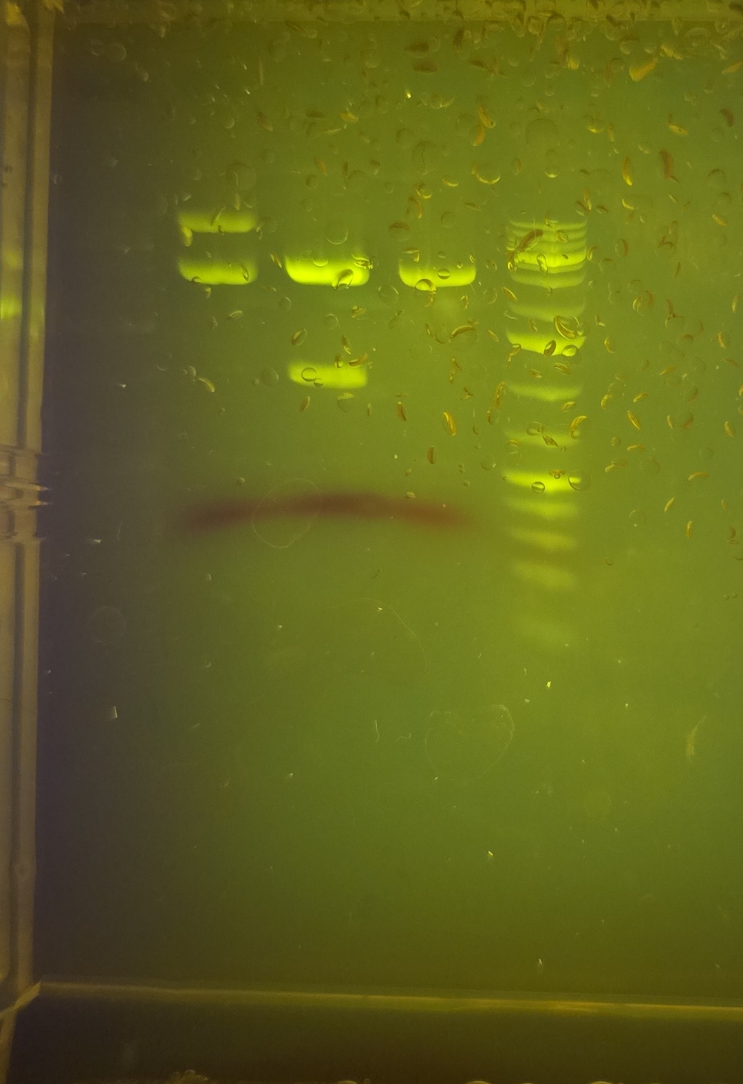 Solved In an EcoR1 ﻿restriction digest and Gel | Chegg.com