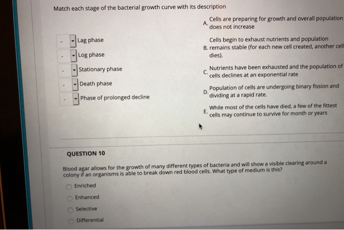 Solved Match each stage of the bacterial growth curve with | Chegg.com