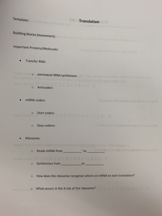 Solved Template: Translation Building blocks (monomers): | Chegg.com