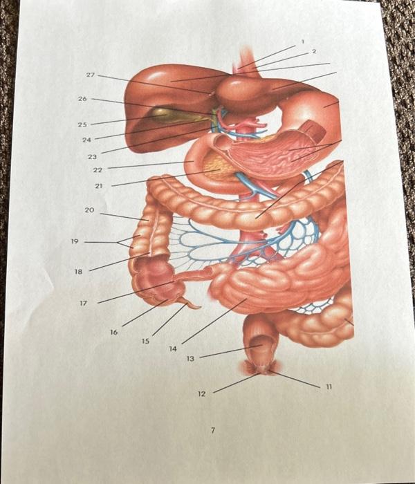 Solved Label please | Chegg.com