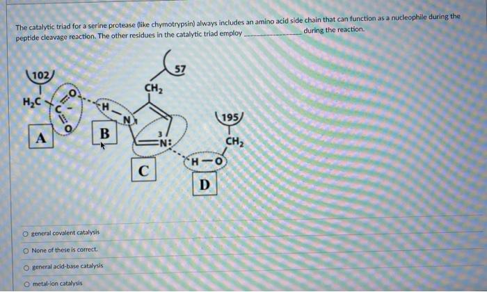 Solved The catalytic triad for a serine protease (like | Chegg.com