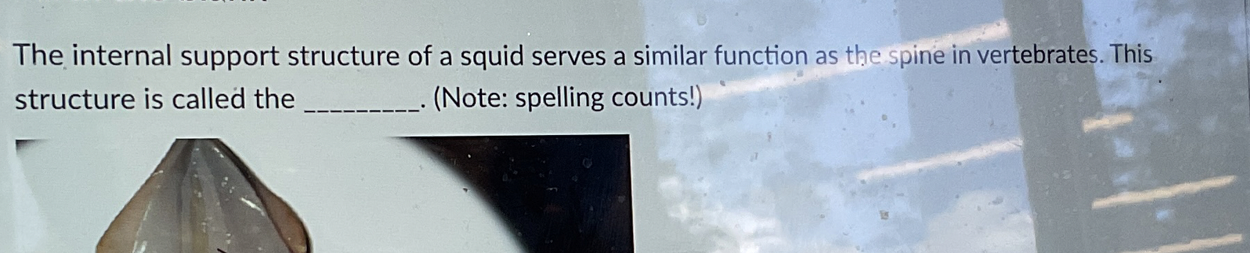 The internal support structure of a squid serves a | Chegg.com