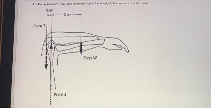 Solved For the figure shown, how does the tendon force, T, | Chegg.com