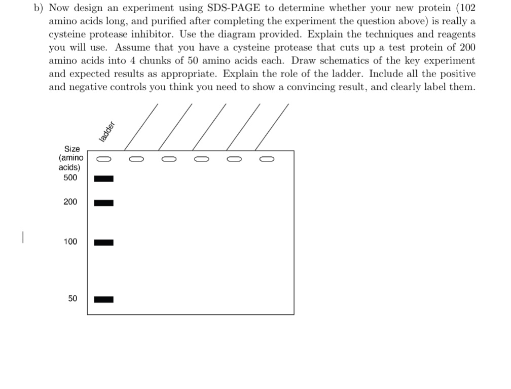 Solved b) ﻿Now design an experiment using SDS-PAGE to | Chegg.com