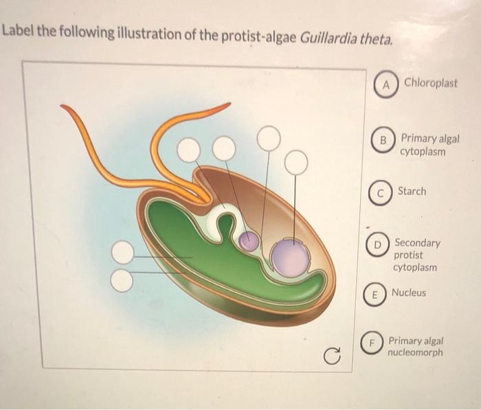 Solved Label the following illustration of the protist-algae | Chegg.com