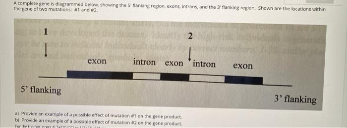 Solved A complete gene is diagrammed below, showing the 5' | Chegg.com