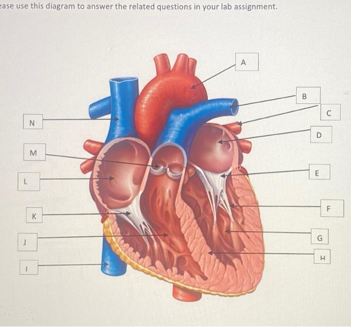 Solved Part 1. Structures of the Heart: Pleaso identify the | Chegg.com
