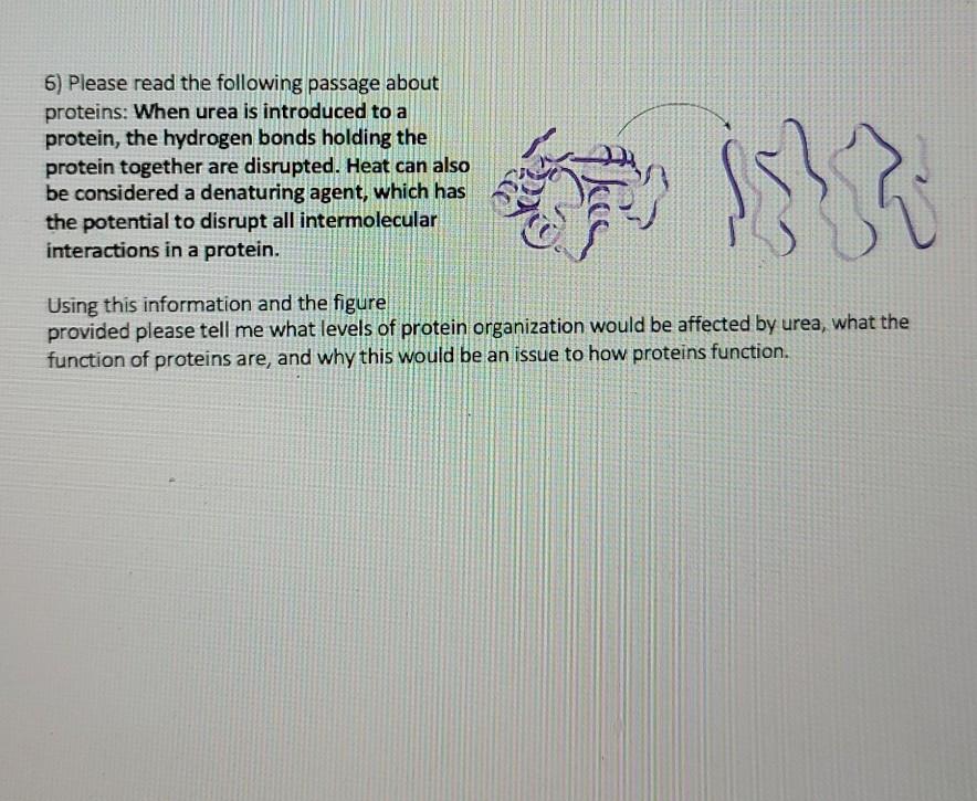 Solved 6) Please read the following passage about proteins: | Chegg.com
