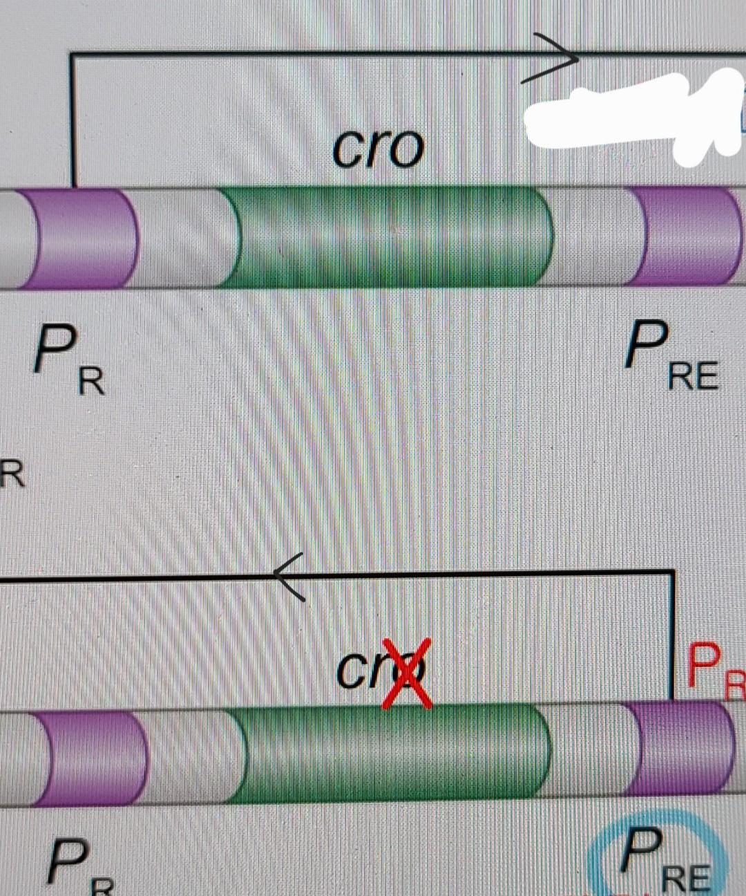 Solved why cro can be made from promoter PR but not PRE? | Chegg.com