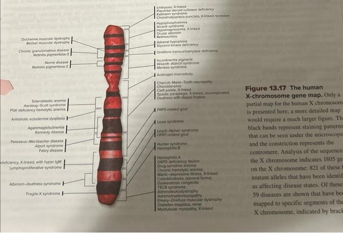 Solved Figure 13.17 The human X-chromosome gene map. Only a | Chegg.com