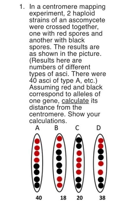 In a centromere mapping experiment, 2 haploid strains | Chegg.com