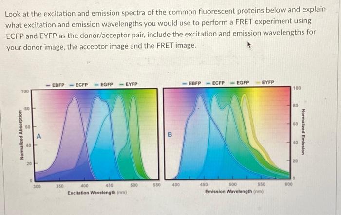 Solved Look at the excitation and emission spectra of the | Chegg.com