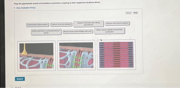 Solved Drag the appropriate events of excitation-contraction | Chegg.com