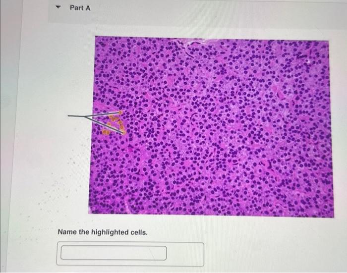 Name the highlighted cells. | Chegg.com