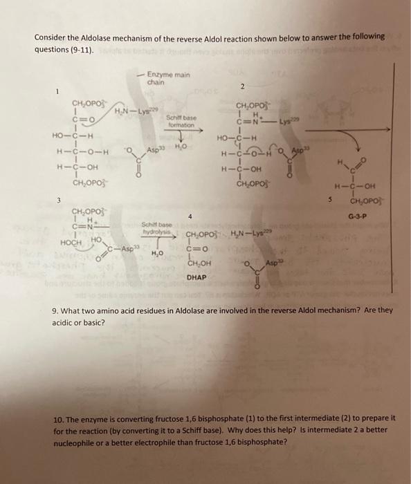 Solved Consider the Aldolase mechanism of the reverse Aldol | Chegg.com