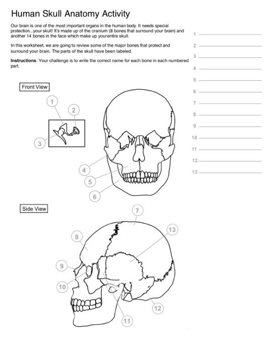 Human Skull Anatomy Activity Our brain is one of the | Chegg.com